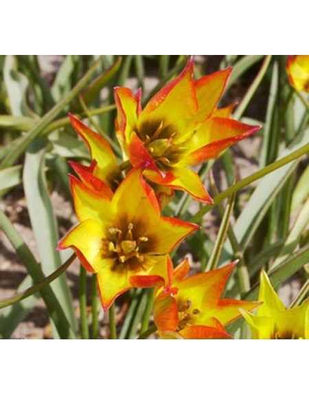 Bulbi di alta qualità di Tulipano Orphanidea Flava Dimensioni: 6+