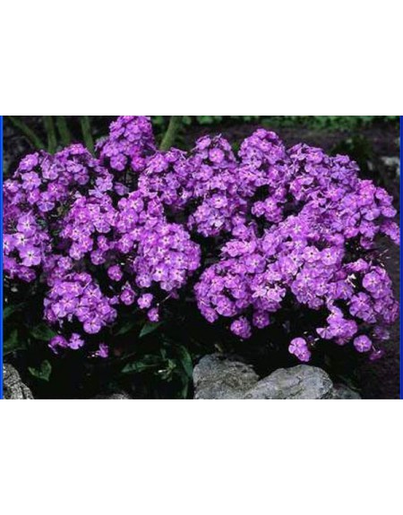 Bulbi di alta qualità di Phlox paniculata Blue Boy Dimensioni: calibro ...