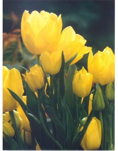 Bulbi di alta qualità di Tulipano multiflora Holland Bouquet Dimensioni ...
