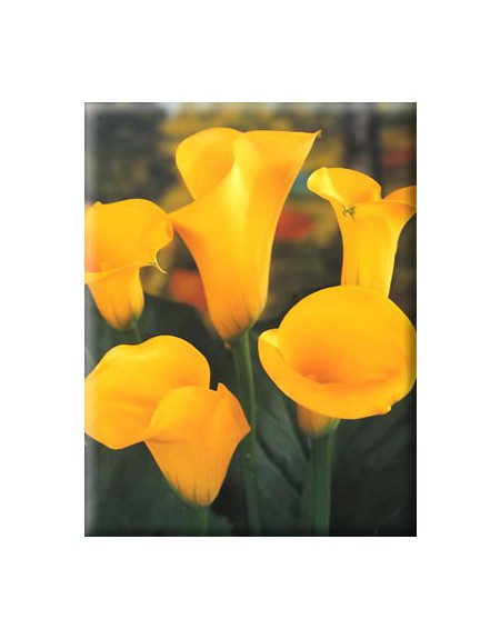 Bulbi di alta qualità di Calla Black Magic Dimensioni: Calibro cm 20/24 ...