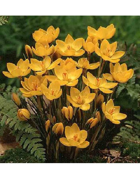 Bulbi di alta qualità di Crocus chrysanthus Goldilocks Dimensioni: 5 ...