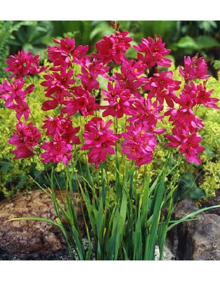 Bulbi di alta qualità di Ixia Venus Dimensioni: calibro cm 5+ Confezione 20