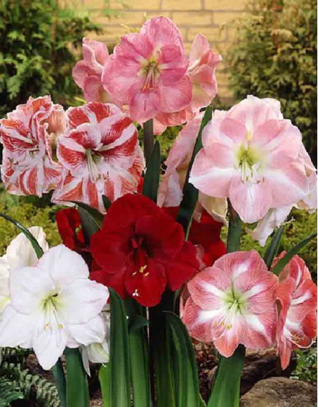Bulbi di alta qualità di Amaryllis Assortiti, indicare nelle note le ...