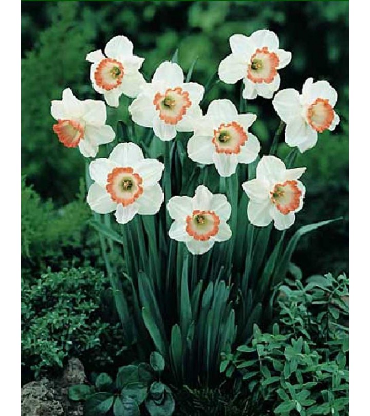 Bulbi di alta qualità di Narciso Pink Charm Dimensioni: 12/14