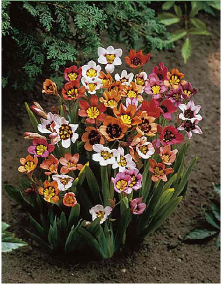 Bulbi di alta qualità di Sparaxis Miscuglio Dimensioni: 4/5