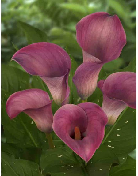 Bulbi di alta qualità di Calla Captain Romance Dimensioni: Calibro cm 20/24