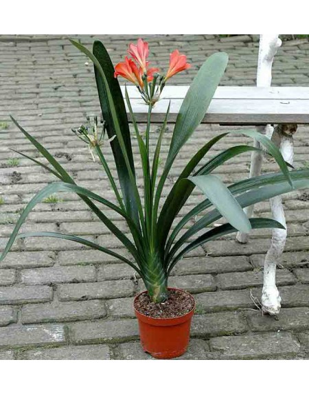 Bulbi di alta qualità di Clivia miniata ibrida con fiore Dimensioni: vaso cm 13