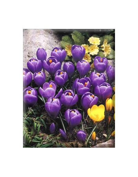 Bulbi di alta qualità di Crocus Remembrance Dimensioni: Bulbi calibro ...