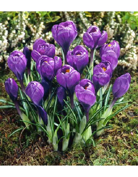 Bulbi di alta qualità di Crocus Flower Record Dimensioni: Bulbi calibro ...