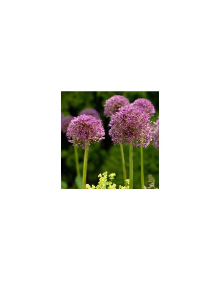 Bulbi di alta qualità di Allium Jackpot Dimensioni: Bulbi calibro cm 14/16