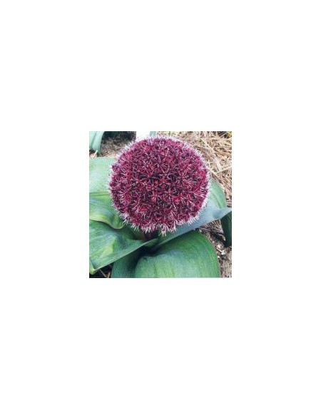 Bulbi di alta qualità di Allium karataviense Red Giant NOVITA ...