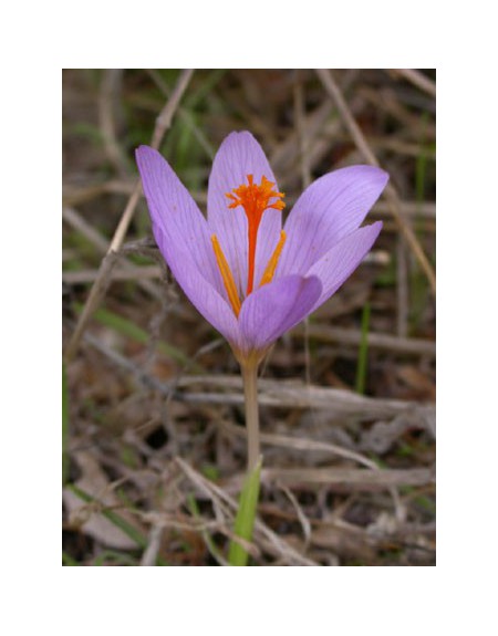 Bulbi di alta qualità di Crocus speciosus Oxonian Dimensioni: calibro ...
