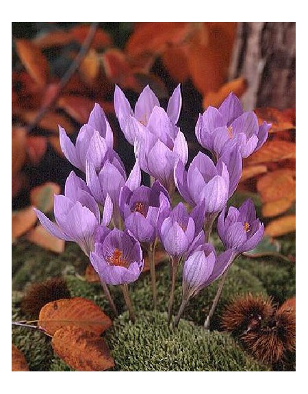 Bulbi di alta qualità di Crocus speciosus Conqueror Dimensioni: calibro ...