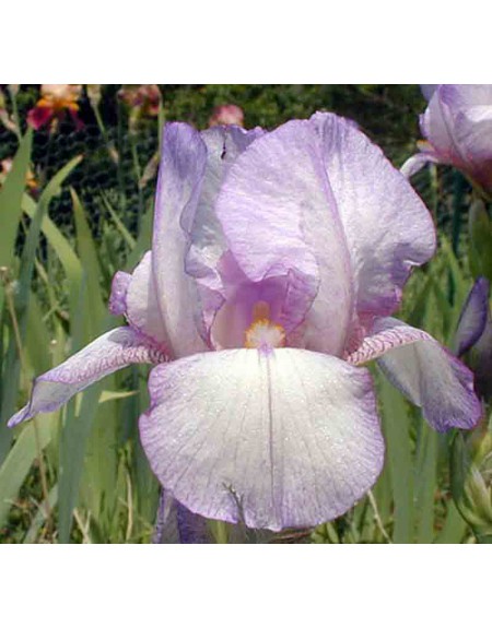 Bulbi di alta qualità di Iris Border & Table Doll Ribbons Dimensioni ...