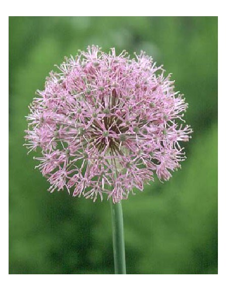 Bulbi di alta qualità di Allium Stipitatum Dimensioni: Bulbi calibro cm 20+