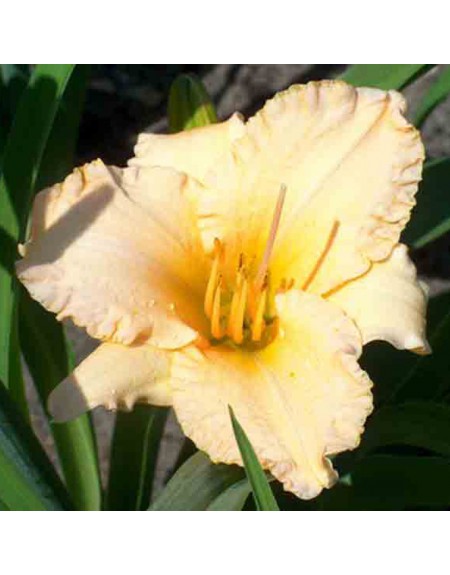 Bulbi di alta qualità di Hemerocallis Naomi Ruth Dimensioni: Calibro ...
