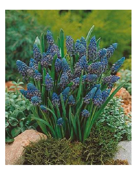 Bulbi di alta qualità di Bellevalia Pycnantha ( sin Muscari paradoxum ...