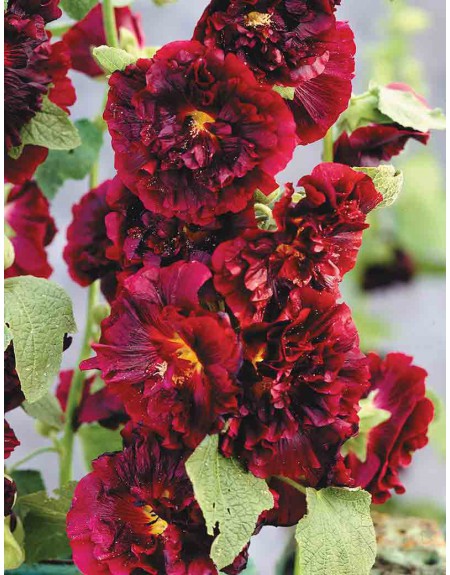 Bulbi di alta qualità di Alcea doppia Spring Celebrities Crimson NUOVO ...