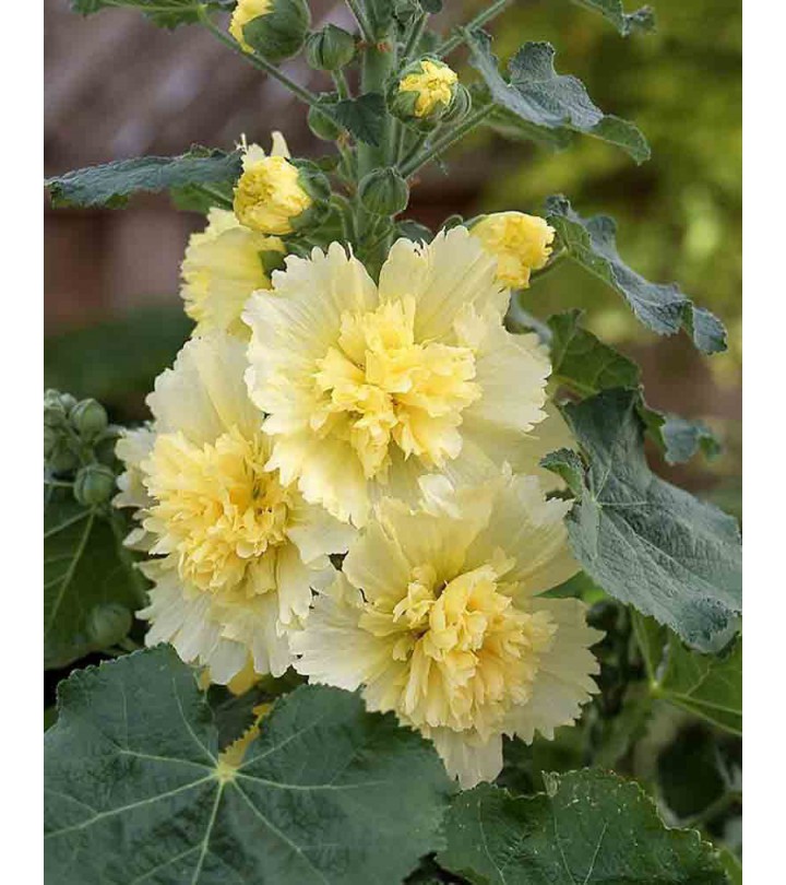 Bulbi di alta qualità di Alcea doppia Spring Celebrities Lemon NUOVO ...