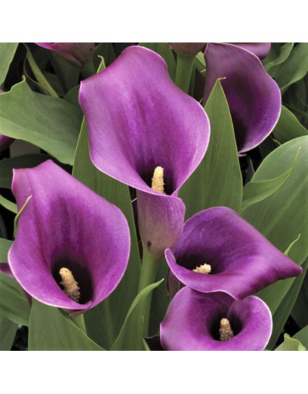 Bulbi di alta qualità di Calla Purple Sensation Dimensioni: Bulbi ...