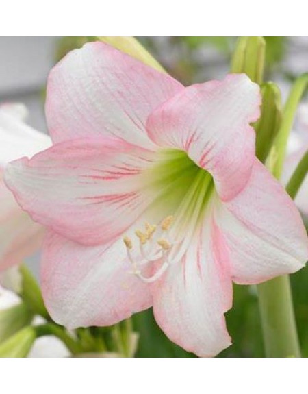 Bulbi di alta qualità di Amarillis Sonatini Pink Rascal NUOVO ...