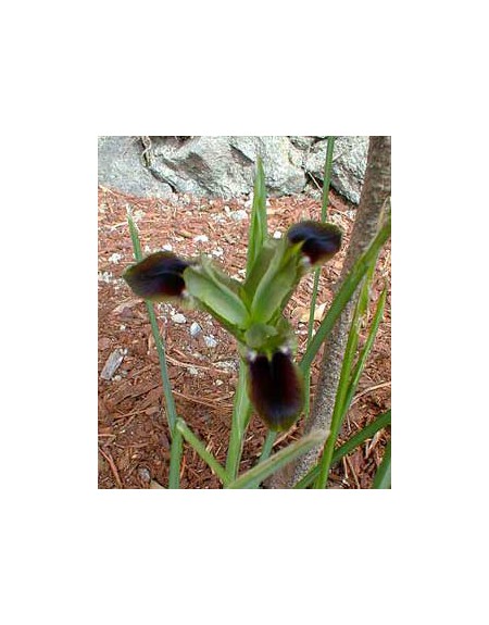 Bulbi di alta qualità di Iris tuberosa ( syn Hermodactylus tuberosus ...