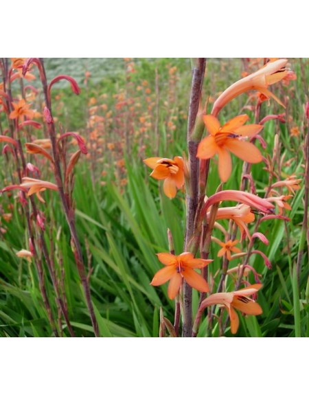 Bulbi di alta qualità di Watsonia meriana Dimensioni: 8/10