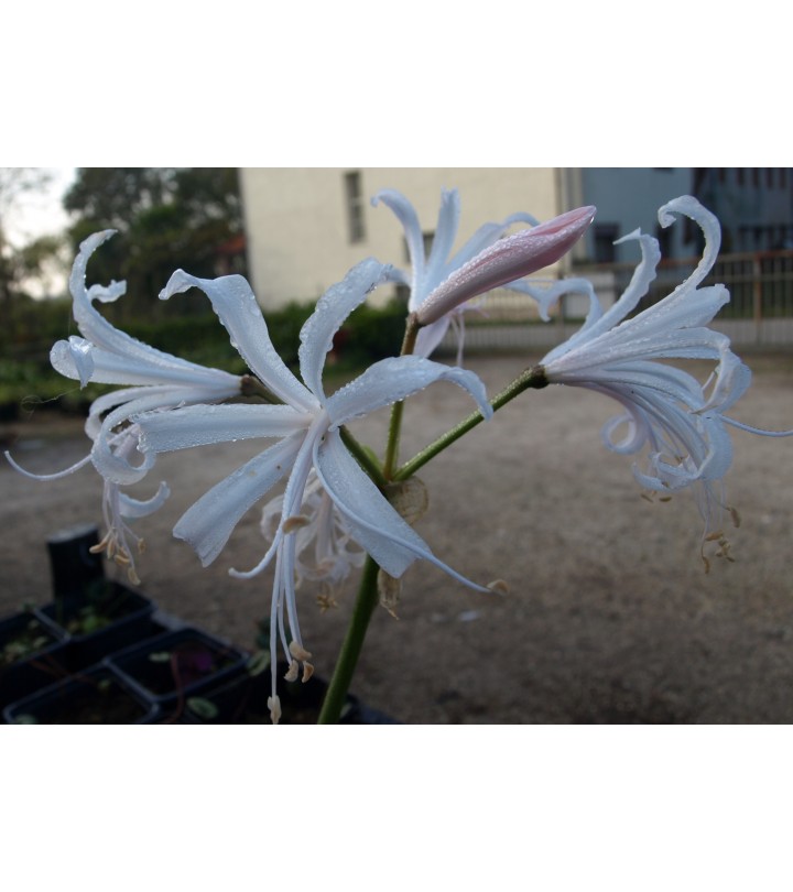 Bulbi di alta qualità di Nerine bowdenii Alba Dimensioni: Calibro cm 12 ...