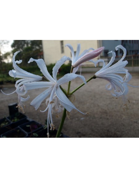 Bulbi di alta qualità di Nerine bowdenii Alba Dimensioni: Calibro cm 12 ...