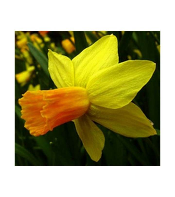 Bulbi di alta qualità di Narciso cyclamineus Jetfire Dimensioni ...