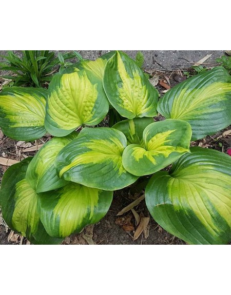 Hosta profumata Enchiladas NUOVA IN VASO