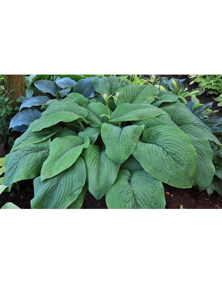 Hosta gigante T-Rex NUOVA IN VASO