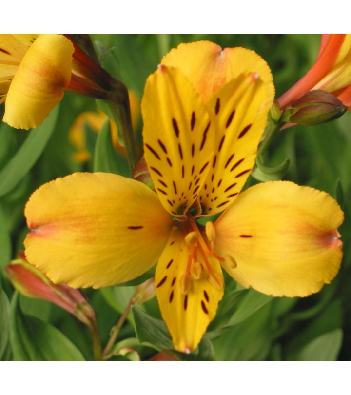 Alstroemeria