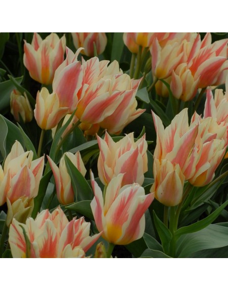 Tulipano multiflora Quebec