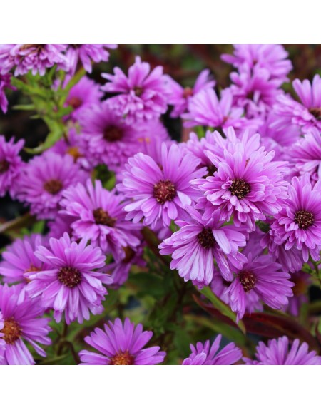Aster novi belgii Patricia Ballard