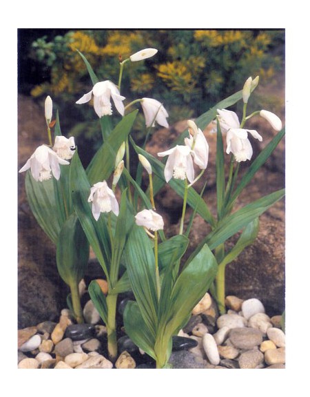 Bulbi di alta qualità di Bletilla Striata Alba Dimensioni: Forza 2/3 occhi