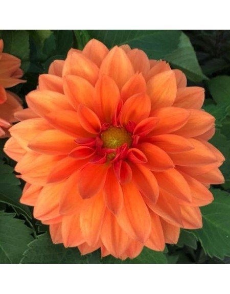 Dalia decorativa Summer Flame Confezione 1