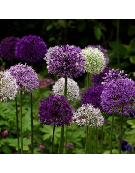 Allium a fiore grande in miscuglio Confezione 3