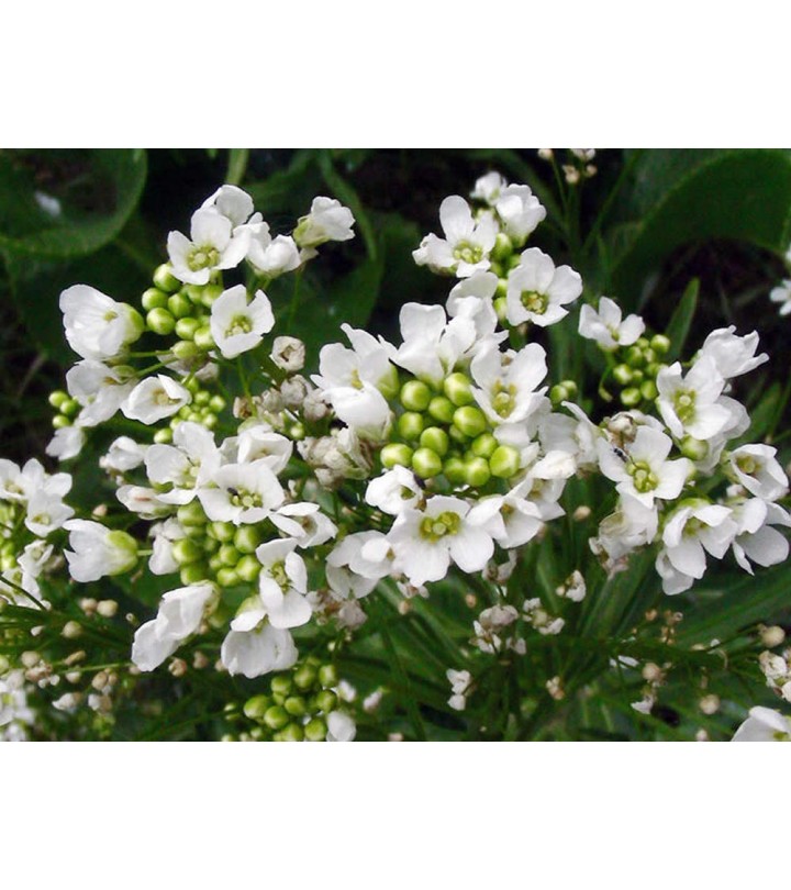 Rafano o Cren ( armoracia rusticana ) NOVITA' IN VASO