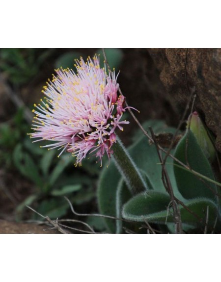 Bulbi di alta qualità di Haemanthus humilis sub humilis Gaikaford Giant ...