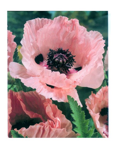 Bulbi di alta qualità di Papavero Mrs. Perry rosa Dimensioni: I ...