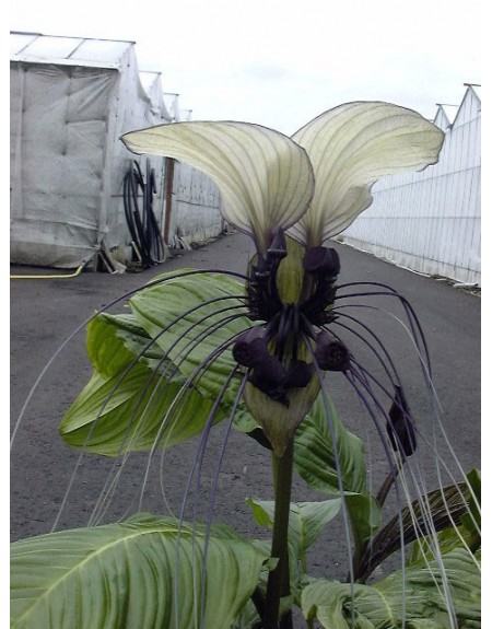 Bulbi di alta qualità di Tacca Nivea Dimensioni: Tuberi forza I